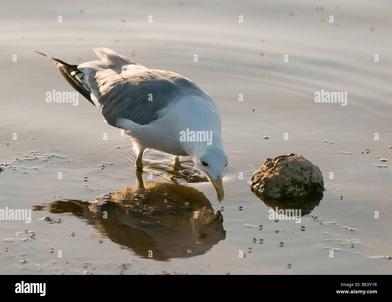 California Gull (Larus californicus) feeding on Alkali Flies (Ephydra ...