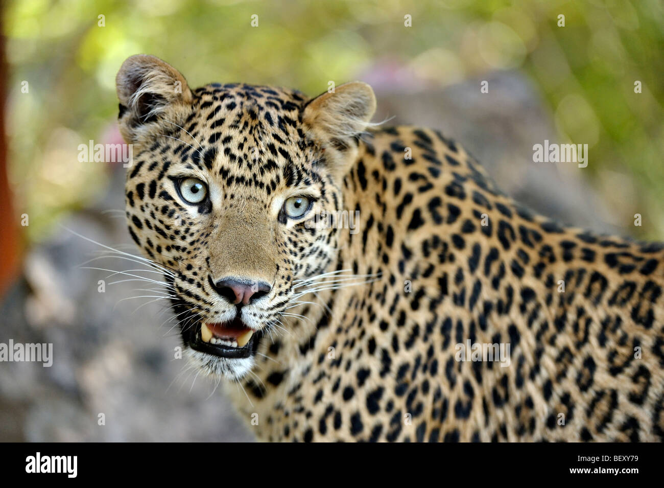 Leopard face head panther hi-res stock photography and images - Alamy
