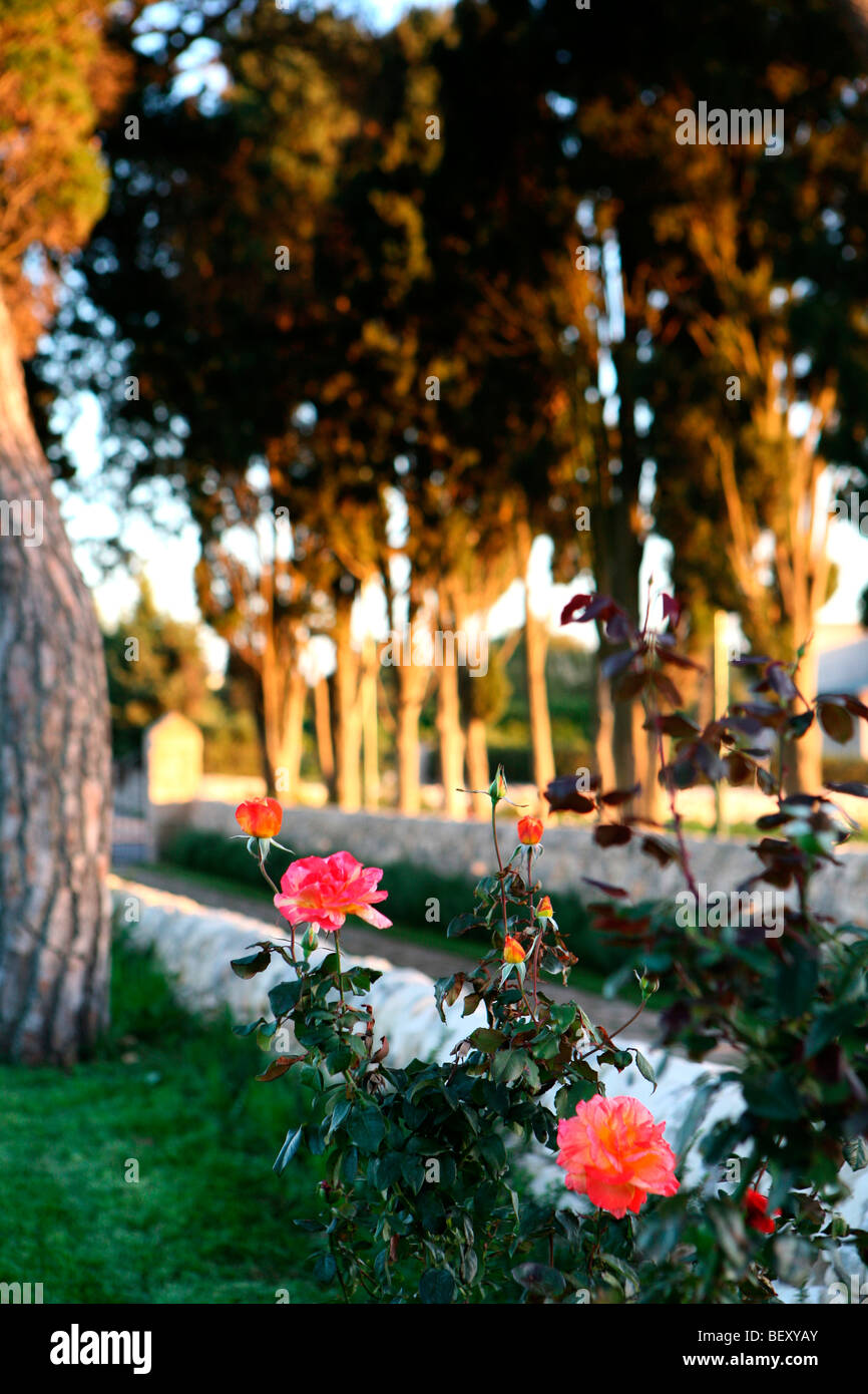 path with rose-bush Stock Photo - Alamy