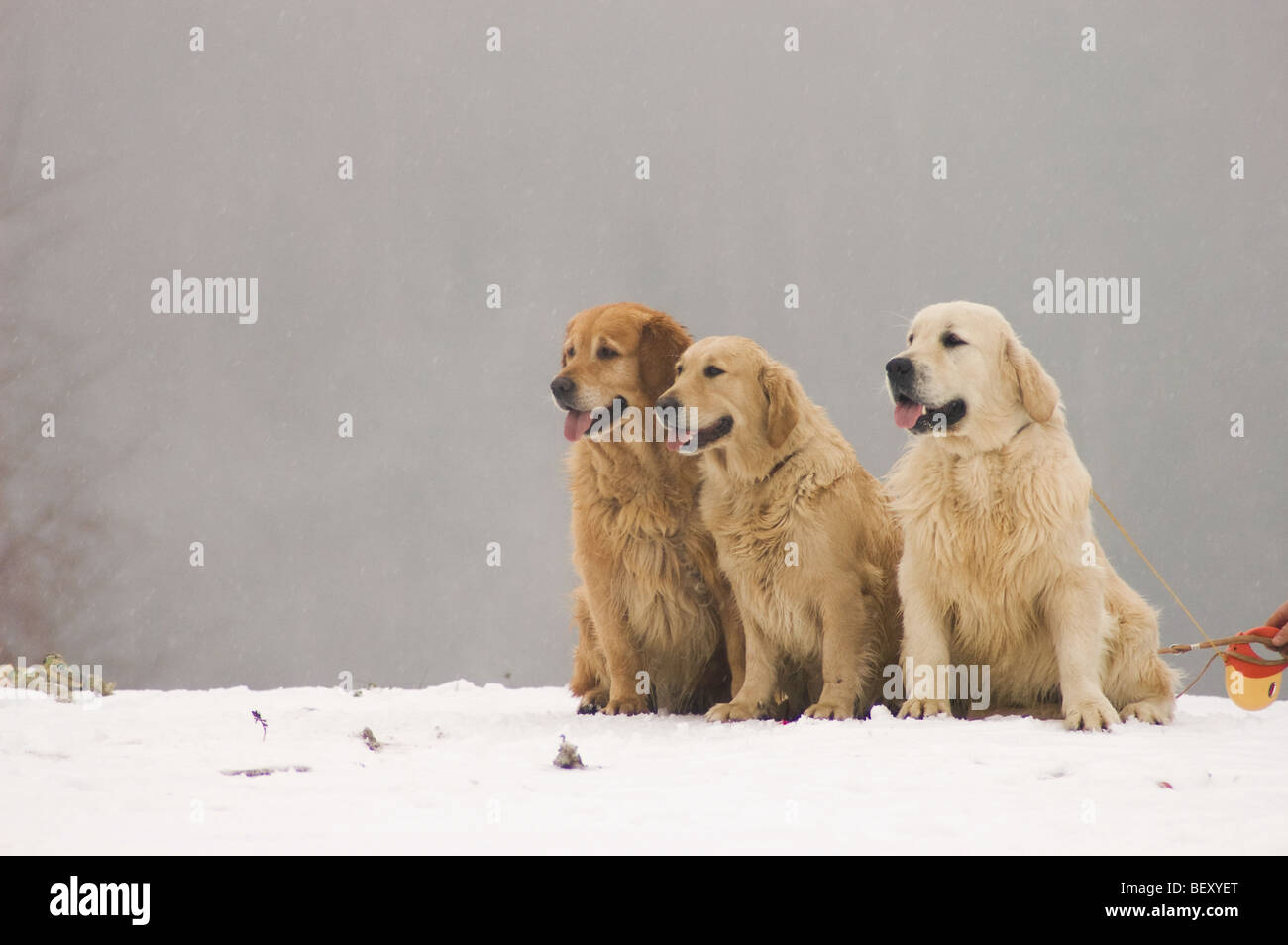 Three golden retrievers hi-res stock photography and images - Alamy