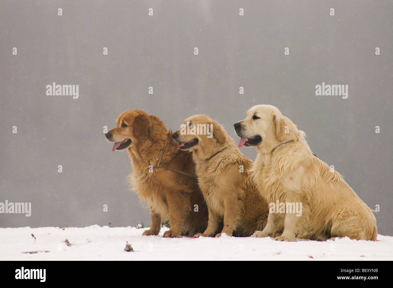 Three Golden retrievers Stock Photo - Alamy