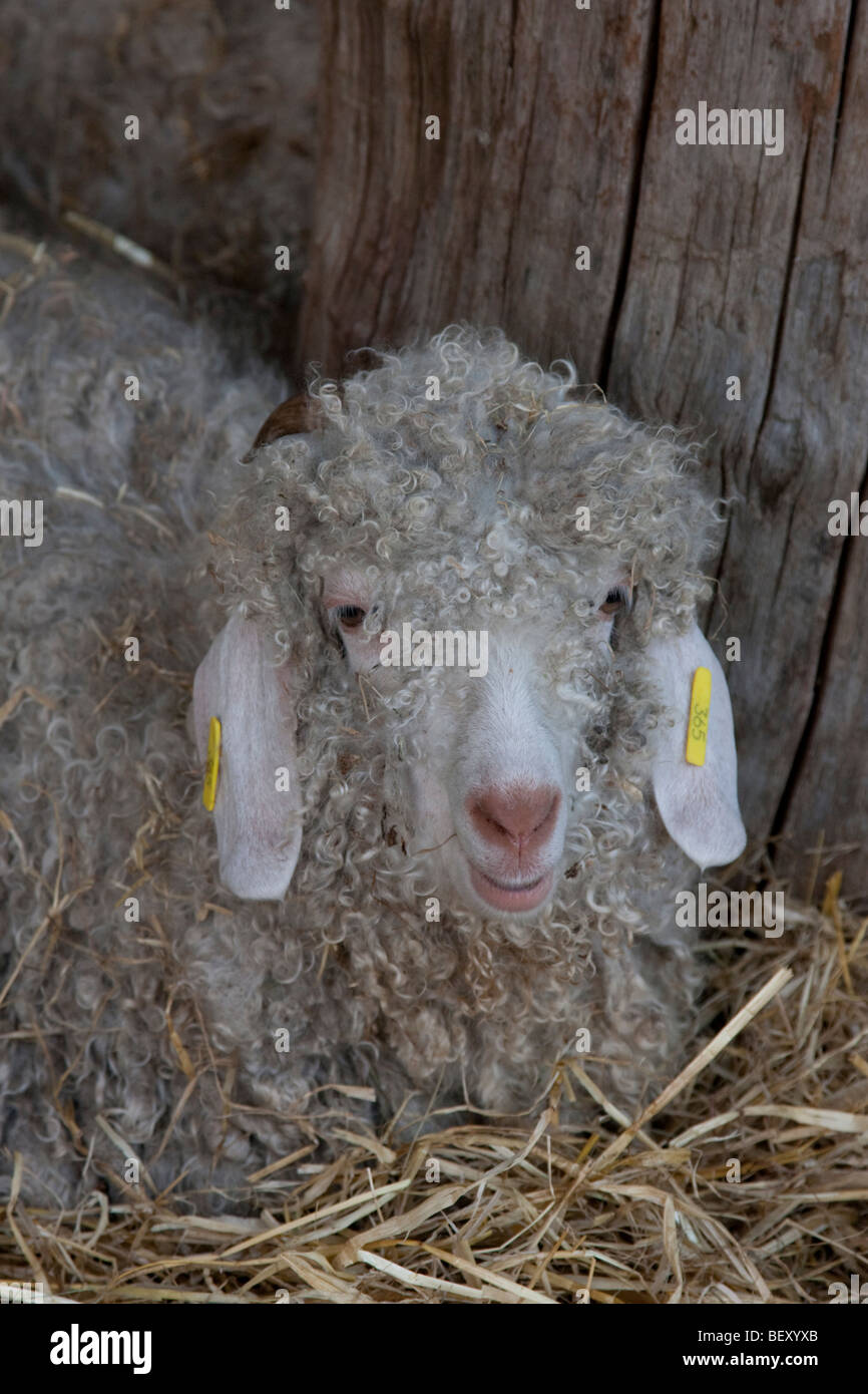 Long eared sheep hi-res stock photography and images - Alamy