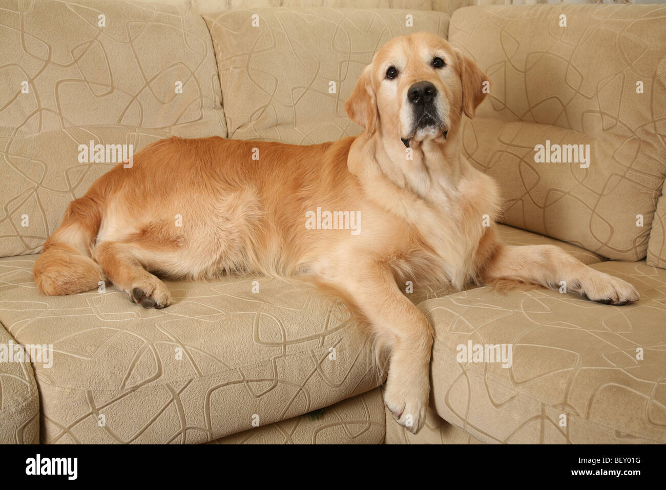 Retriever dog dogs hi-res stock photography and images - Alamy