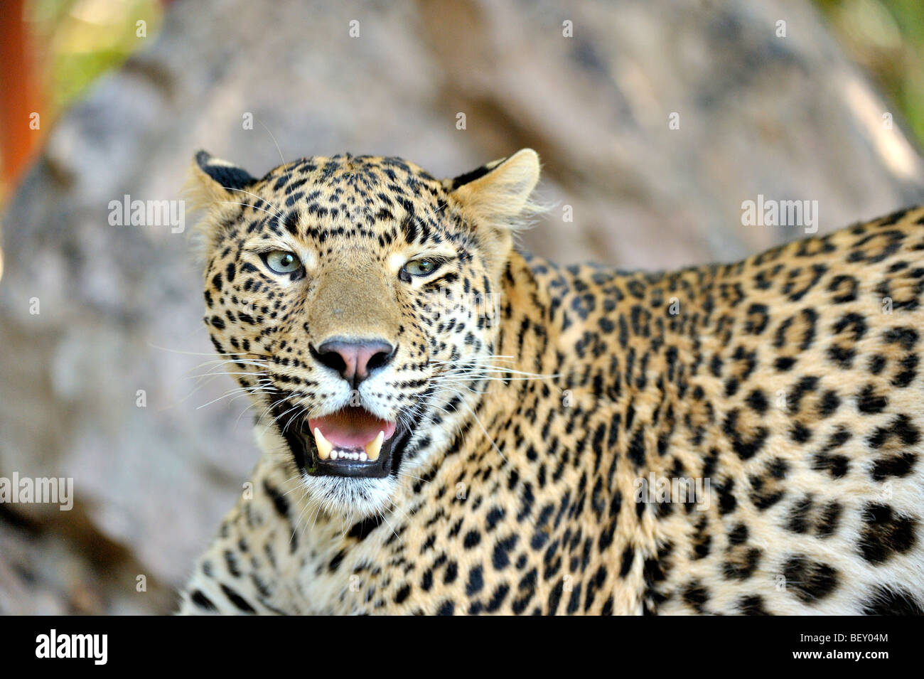 Leopards stare hi-res stock photography and images - Alamy