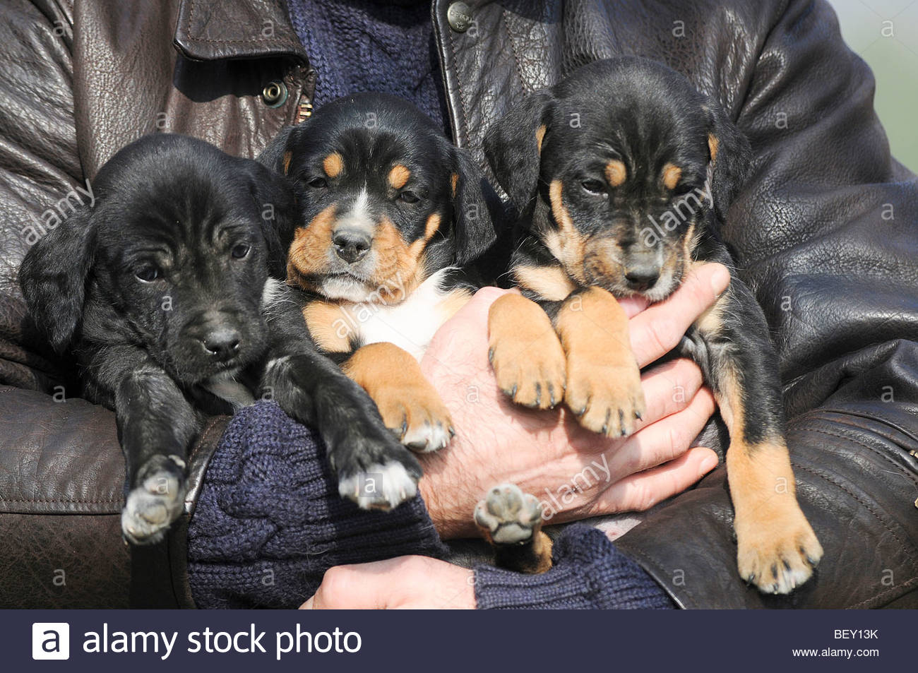 Mongrel Dog Puppies Stock Photos & Mongrel Dog Puppies Stock Images - Alamy