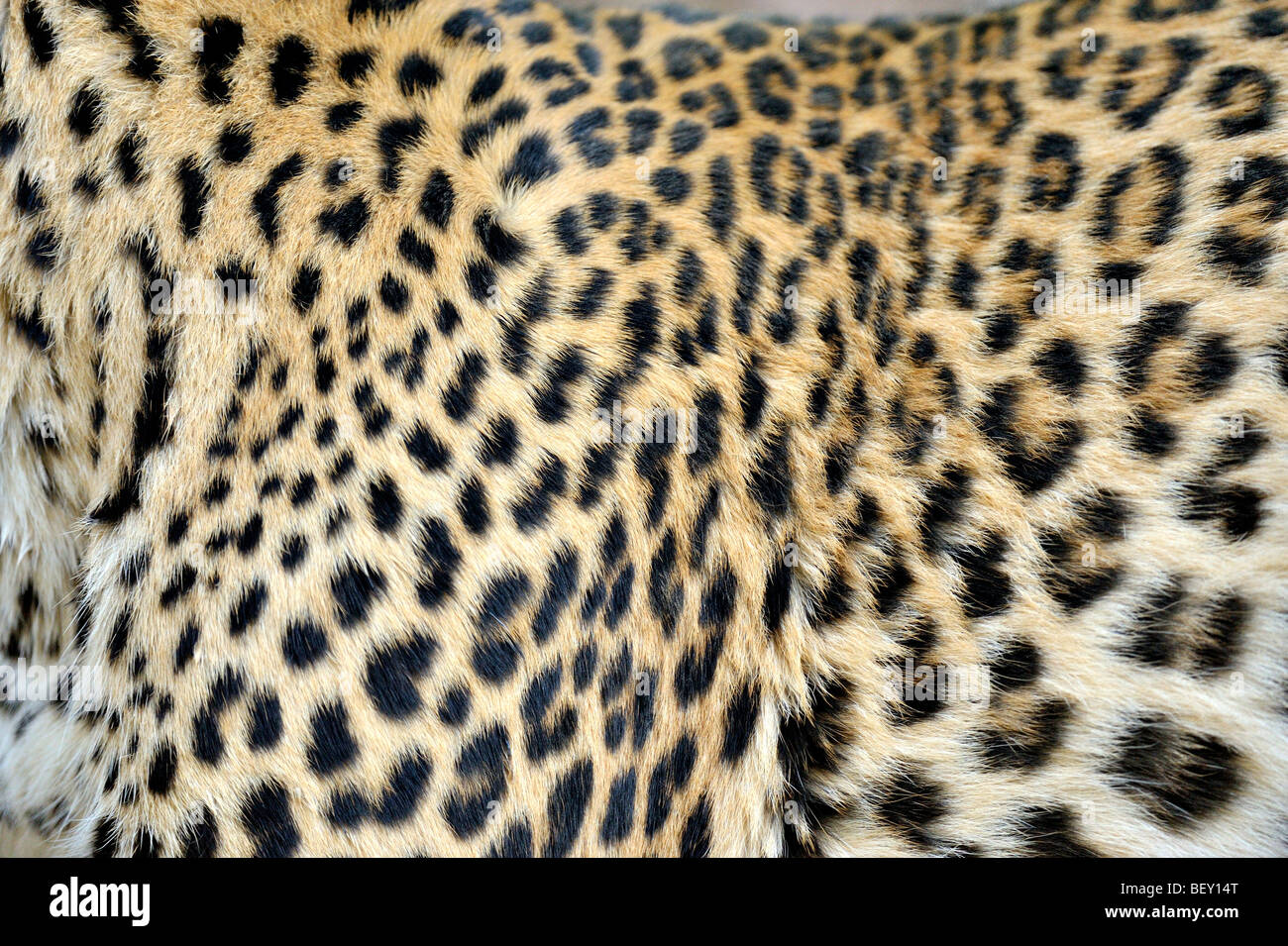 Spots on a leopard's skin Stock Photo - Alamy