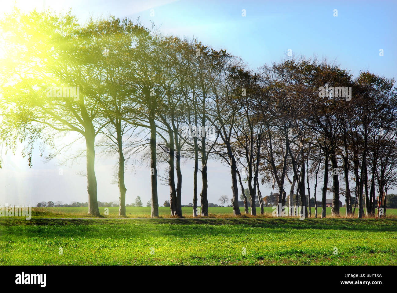Tree line road hi-res stock photography and images - Alamy