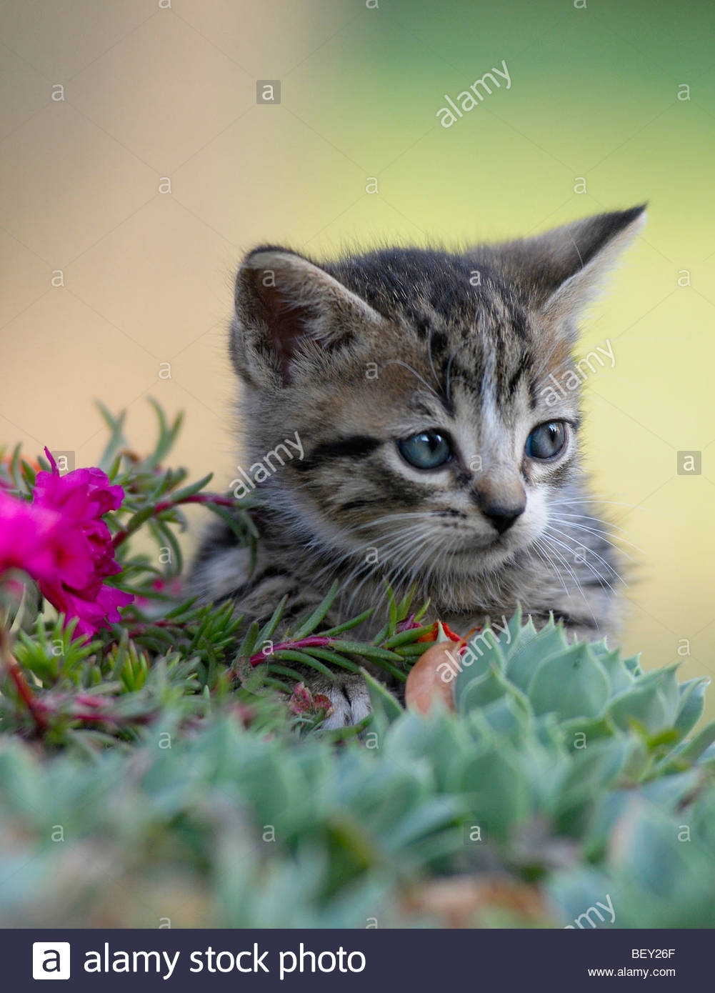 Half Breed High Resolution Stock Photography and Images - Alamy