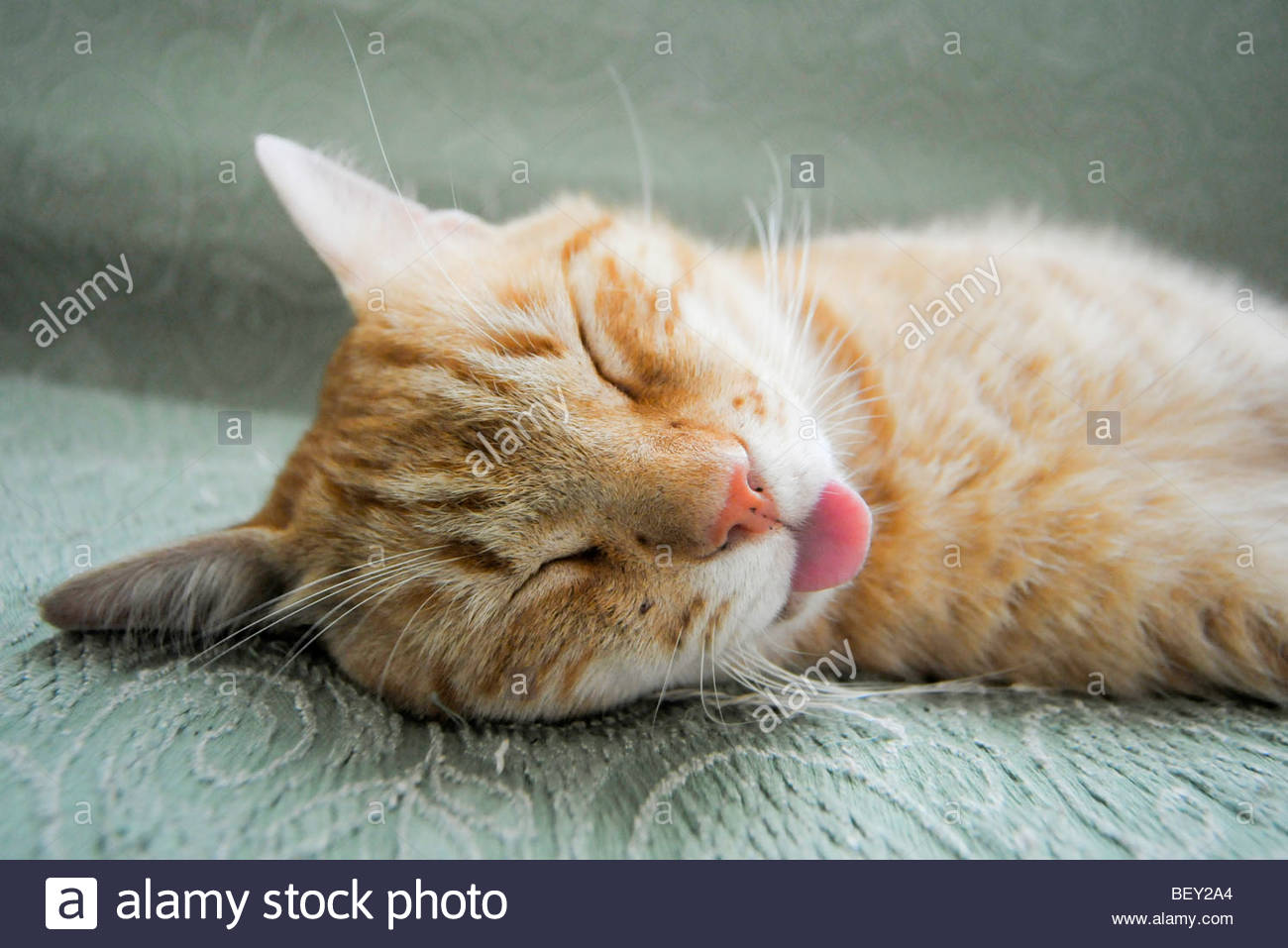 Funny Sleeping Cat High Resolution Stock Photography and Images - Alamy