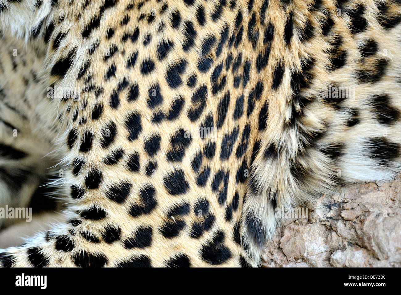Spots on the paws of a leopard Stock Photo - Alamy