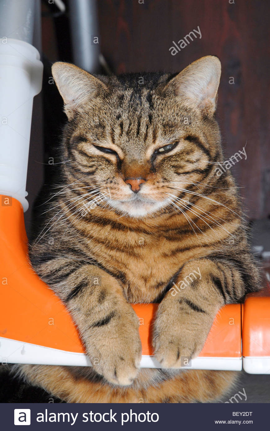 Half Breed High Resolution Stock Photography and Images - Alamy