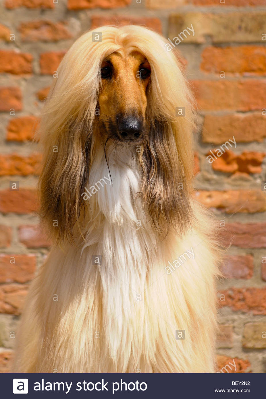 Afghan Dogs High Resolution Stock Photography and Images - Alamy