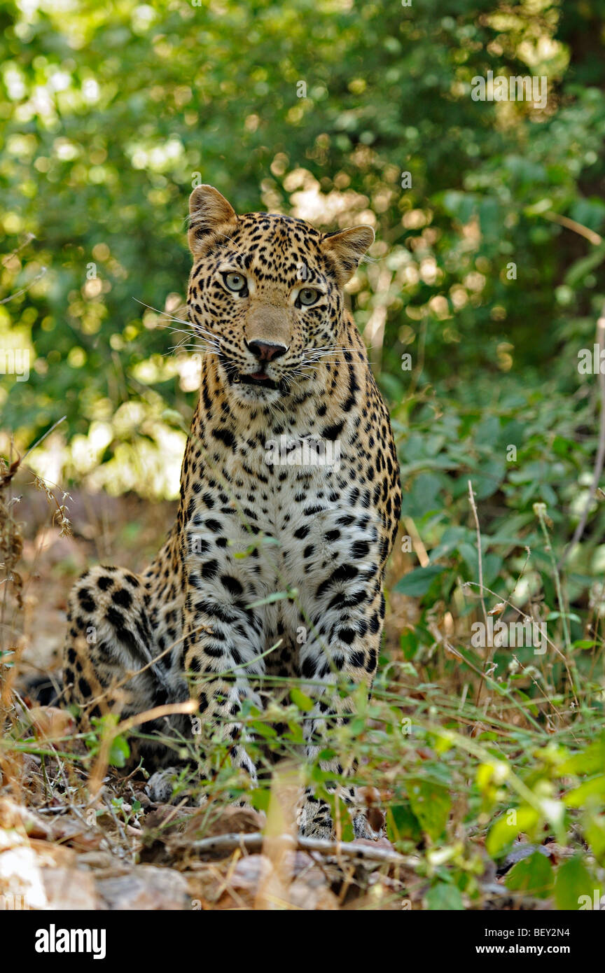 Leopard tracks hi-res stock photography and images - Alamy