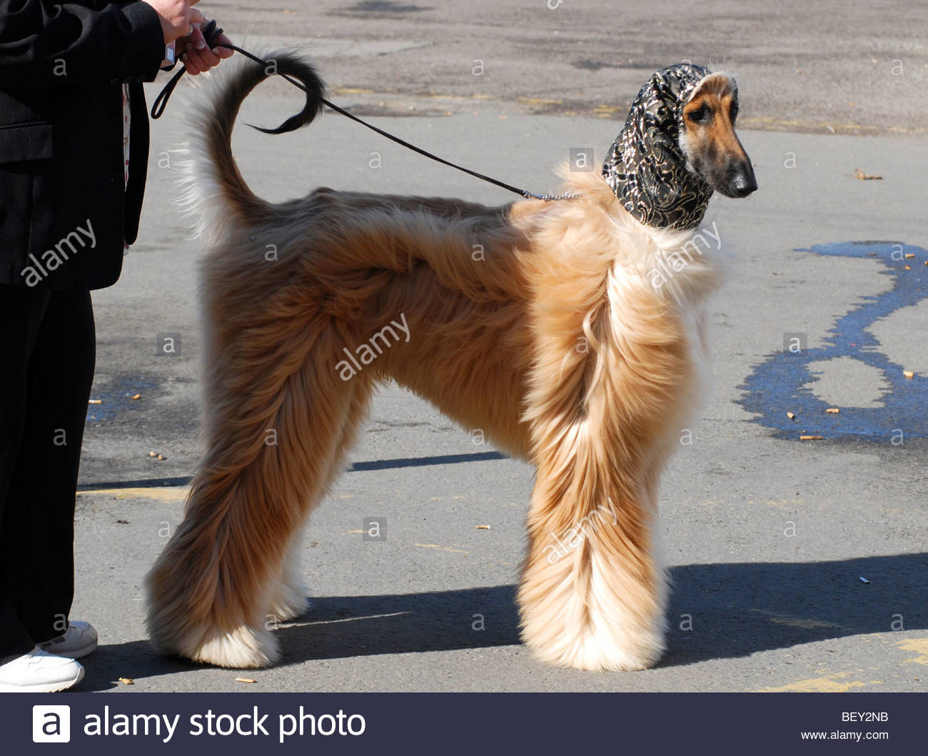 Tazi Stock Photos & Tazi Stock Images - Alamy