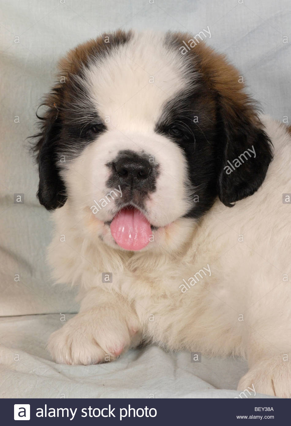 St Bernard Avalanche Dogs High Resolution Stock Photography and Images ...