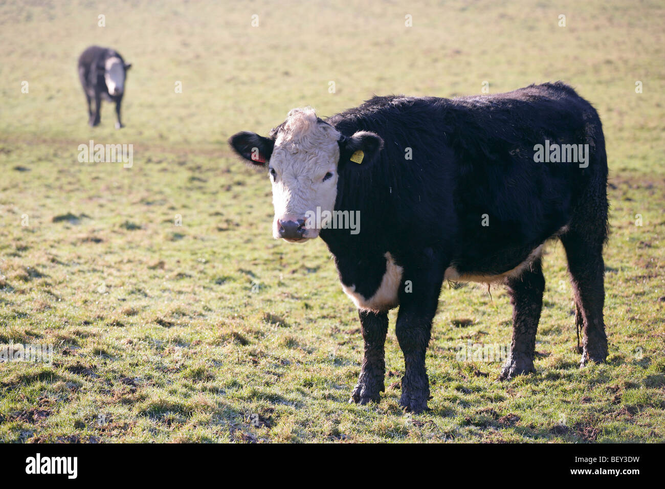 Animals of england hi-res stock photography and images - Alamy