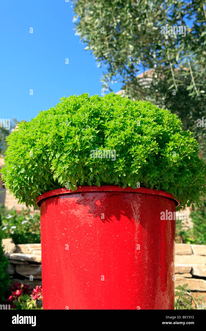 Red basil ocimum basilicum hi-res stock photography and images - Alamy