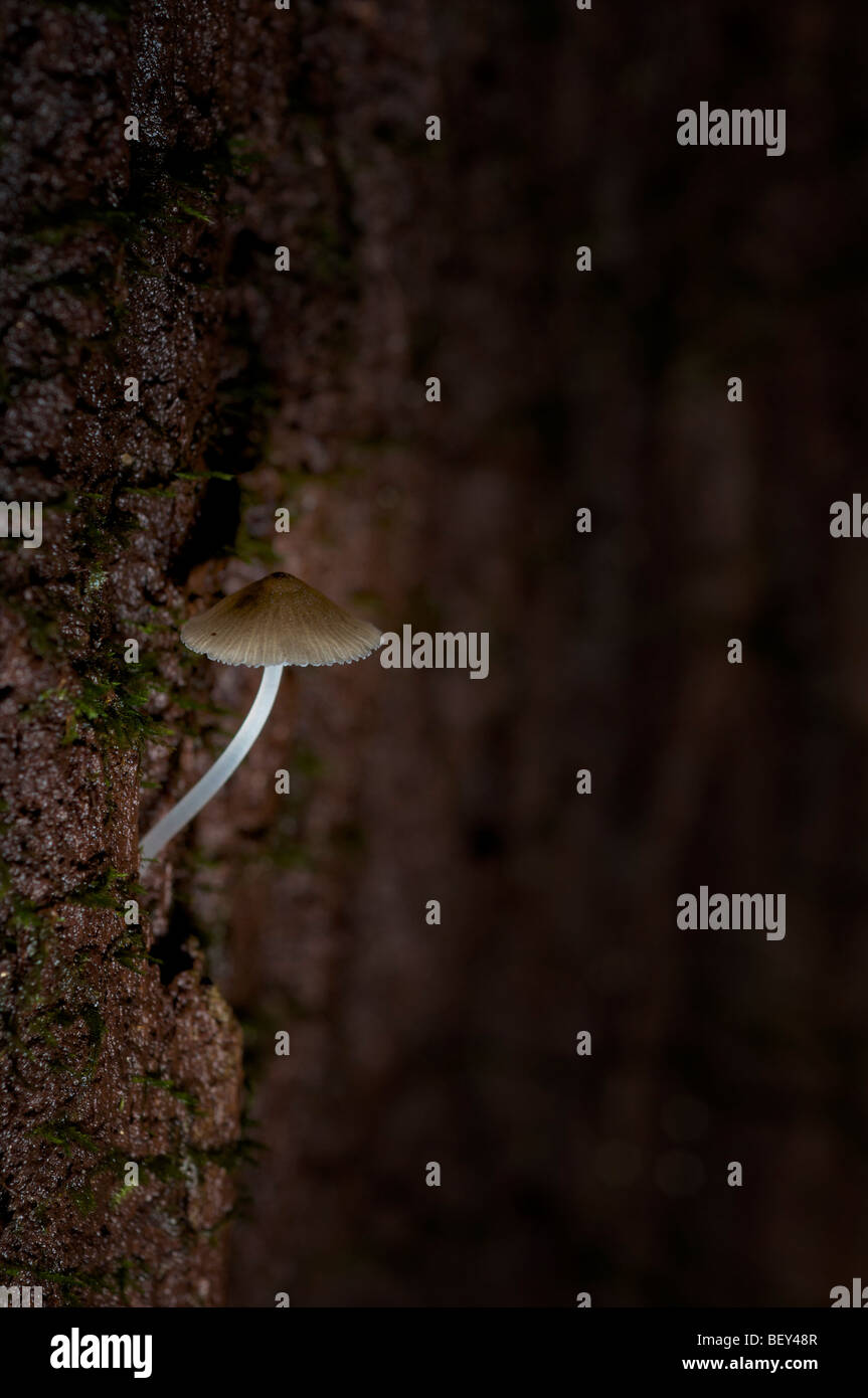 Luminous mushroom hi-res stock photography and images - Alamy