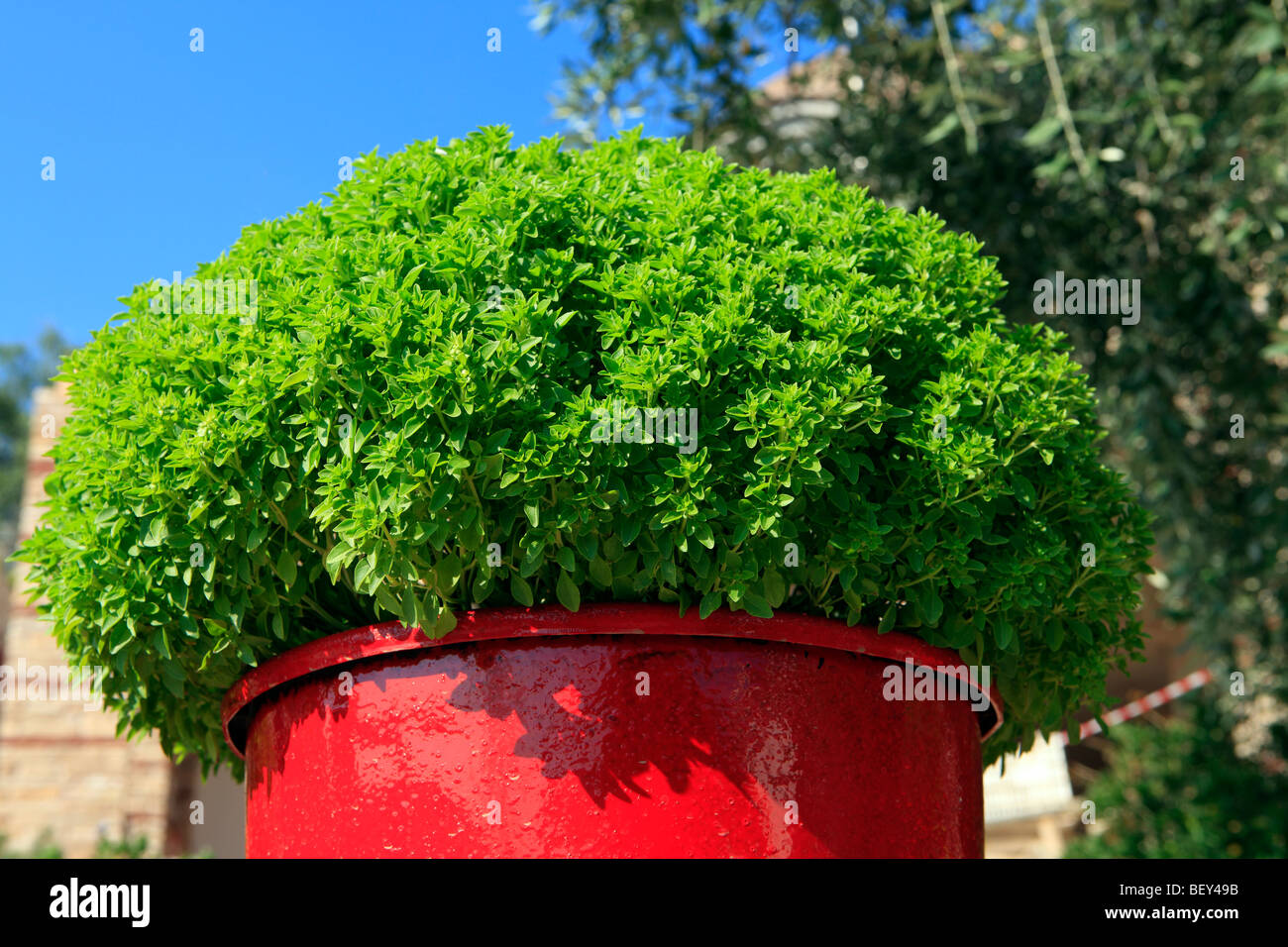 Greek basil hi-res stock photography and images - Alamy