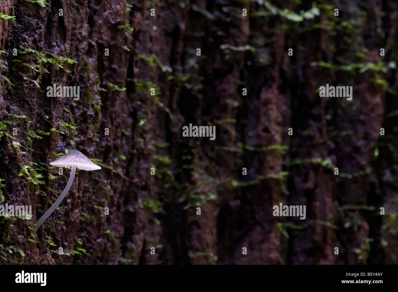 The Luminous Fungi (Filoboletus manipularis) growing from tree bark in ...