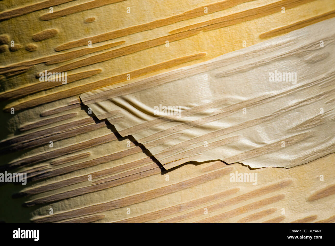 BIRCH bark tree wood wooden outside pattern smooth trunk colored ...