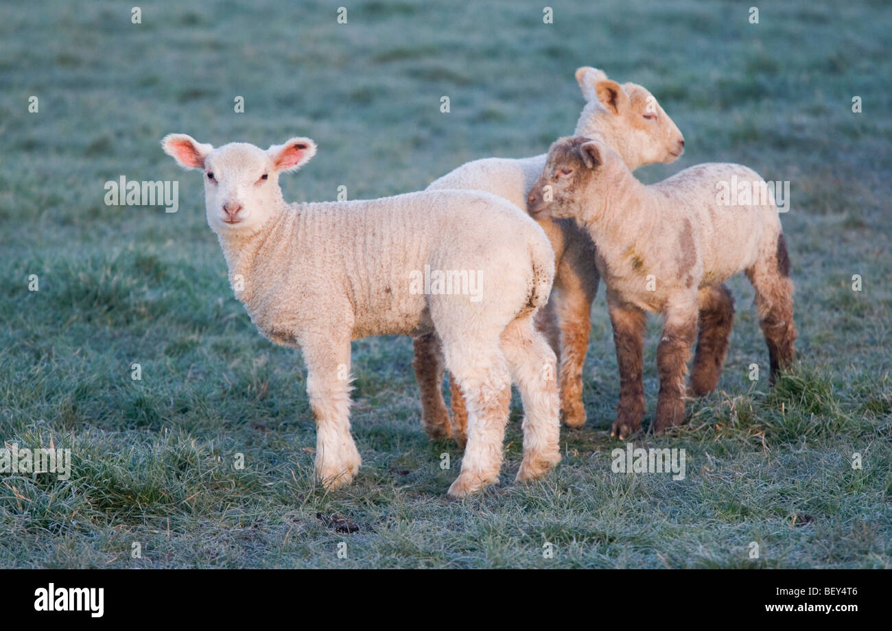 Lambs, Somerset, England Stock Photo - Alamy
