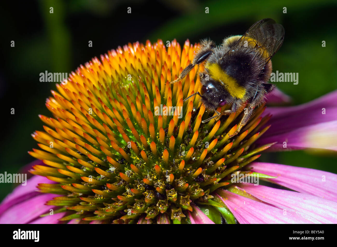 Echinacea purpurea flower flowering Bumble bee bumble-bee bumblebee fly ...