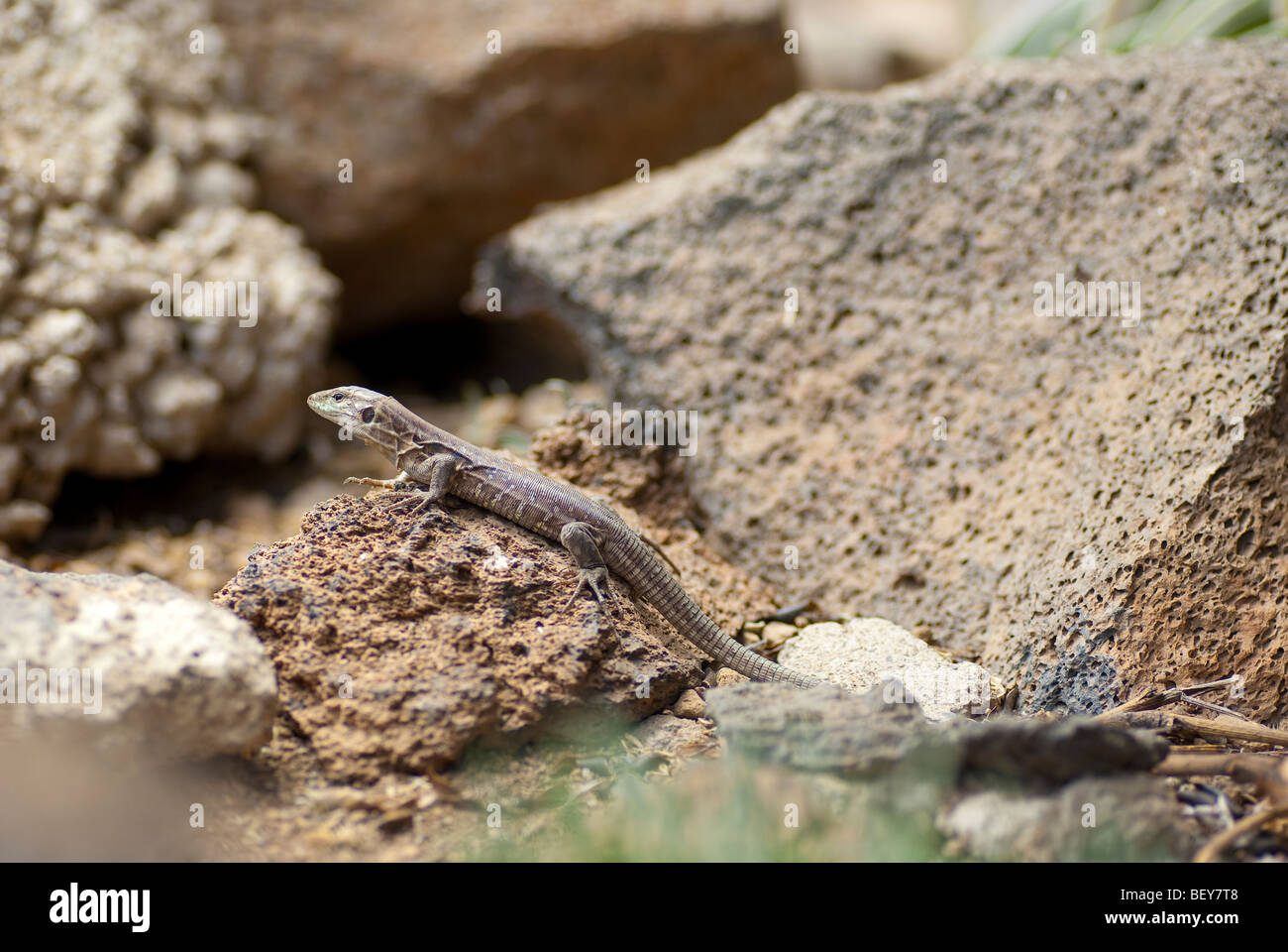 Western Canaries lizard sunbathing on a warm rock near volcano El Teide ...