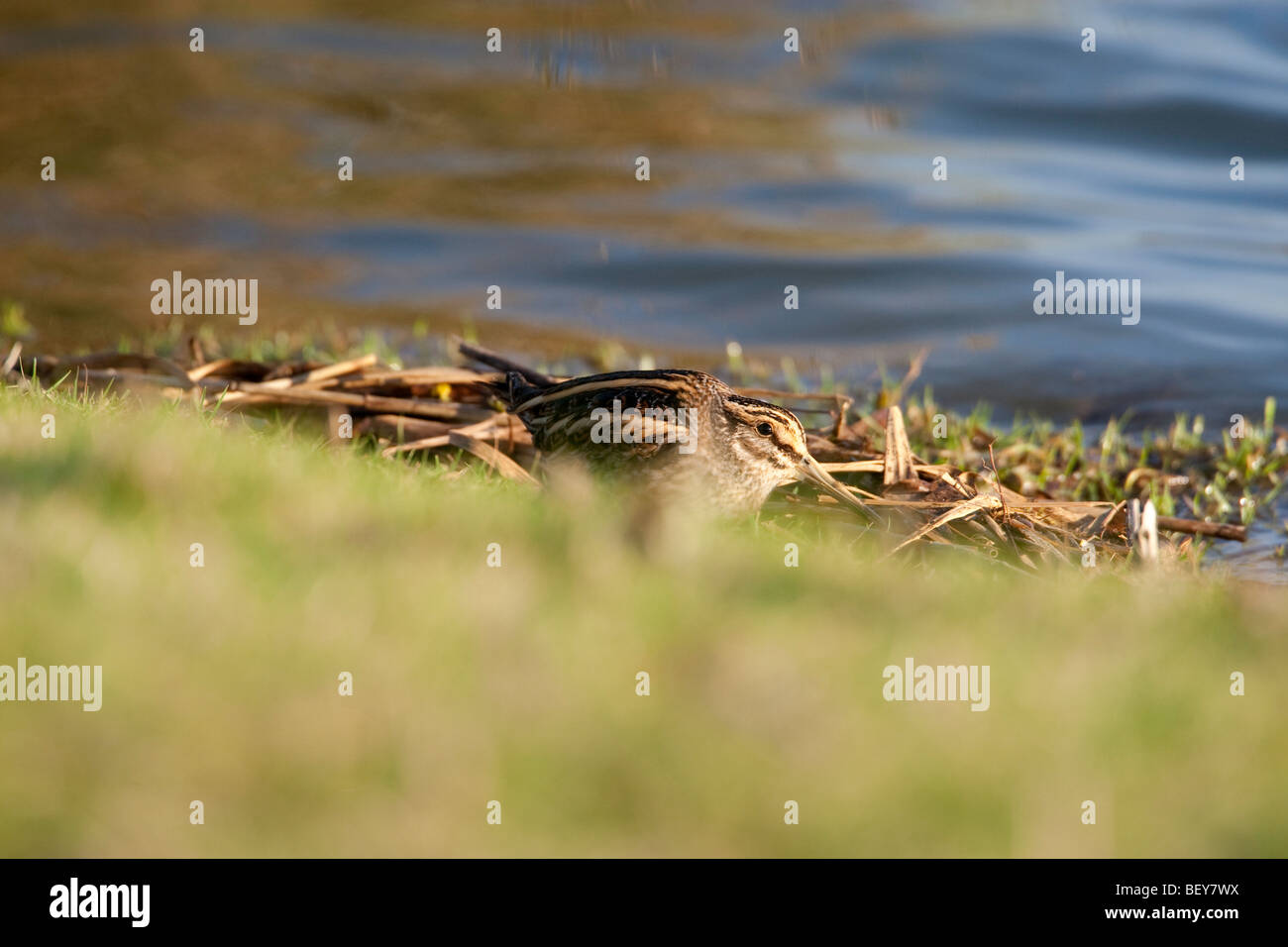 Lymnocryptes minimus - jack snipe foraging in mud alongside water Stock ...