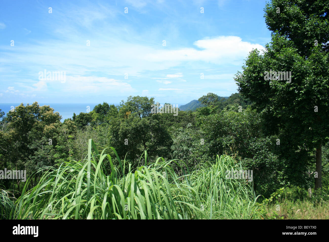 Jungle high in the mountains on Koh Chang island, Thailand Stock Photo ...