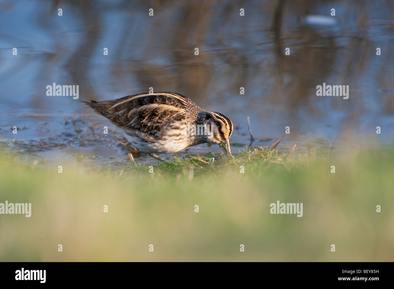 Lymnocryptes minimus - jack snipe foraging in mud alongside water Stock ...