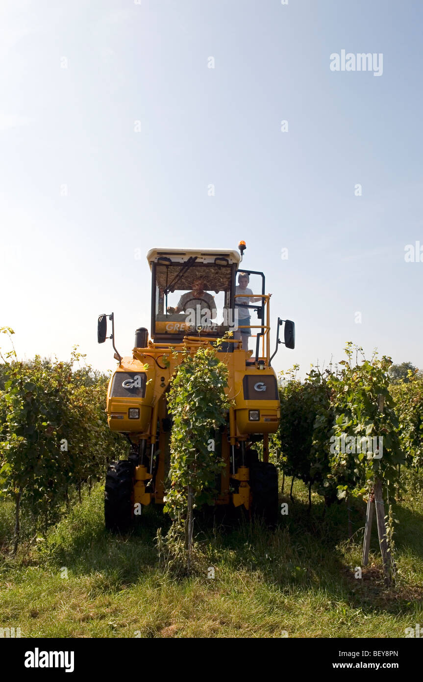 Machine picking up wine grapes hi-res stock photography and images - Alamy