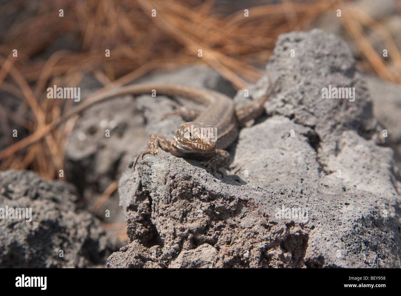 Western Canaries lizard sunbathing on a warm rock near volcano San ...