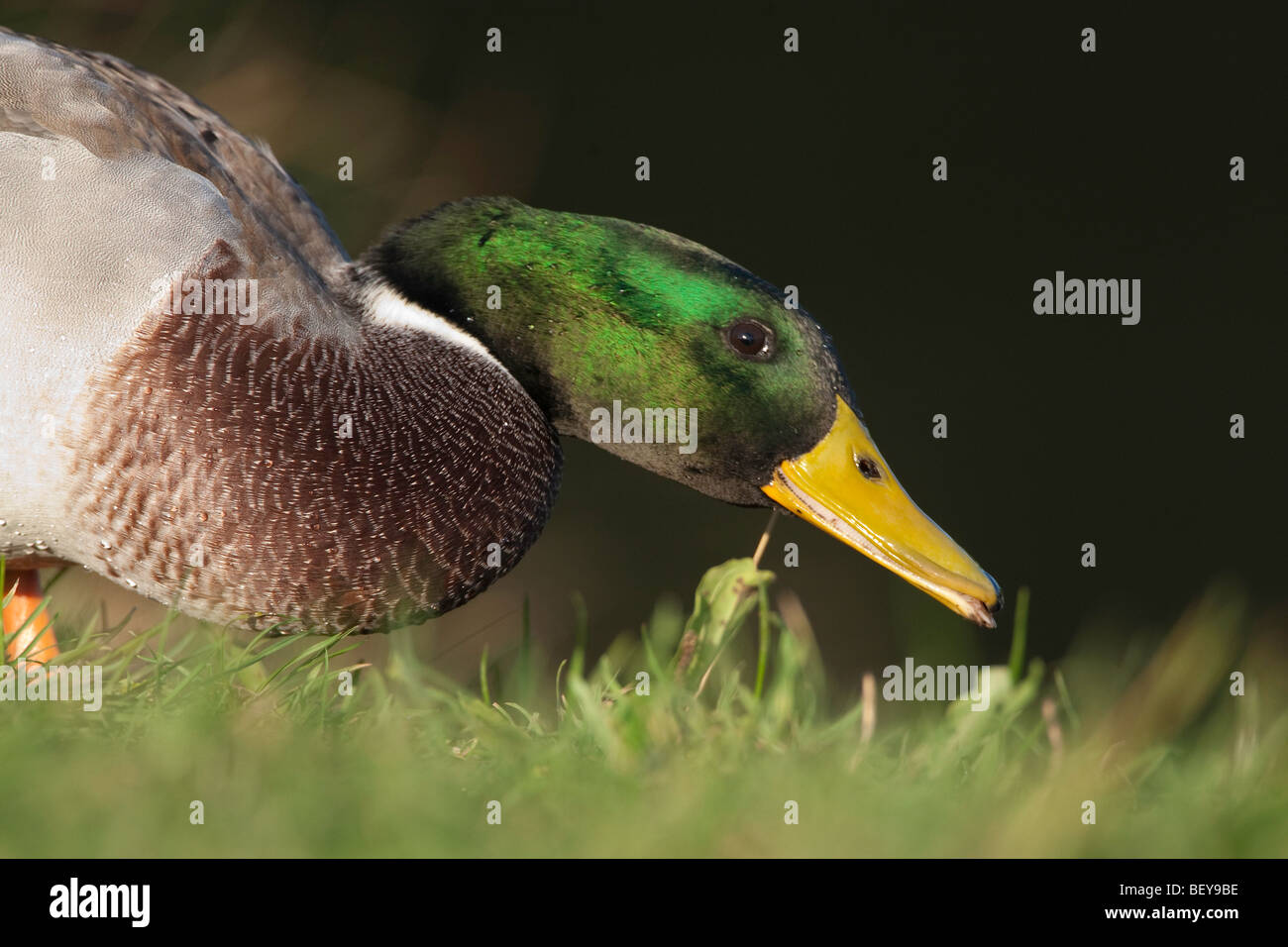 Close-up of Mallard in sunlight showing green head and yellow bill ...