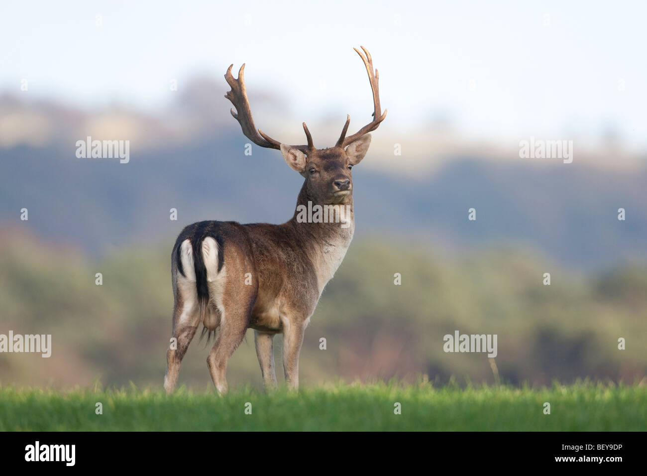Deer rump hi-res stock photography and images - Alamy