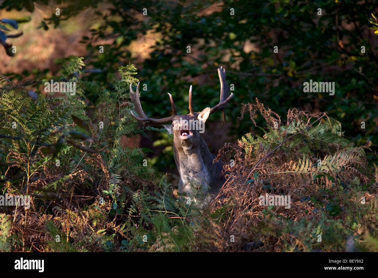 Fallow deer buck in light looking at camera and roaring loudly in the ...