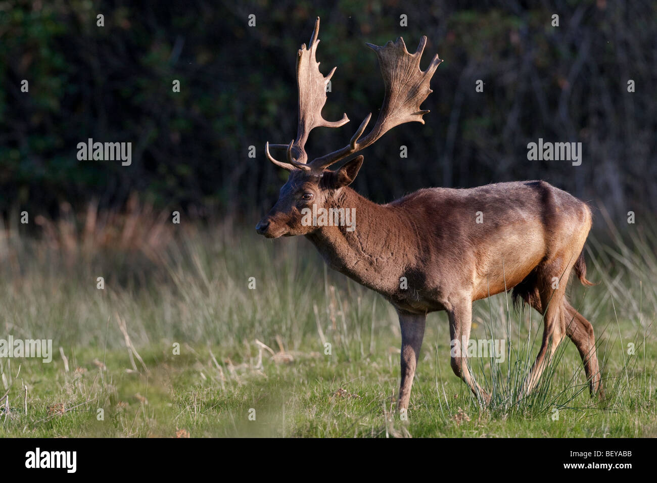Black fallow deer hi-res stock photography and images - Alamy