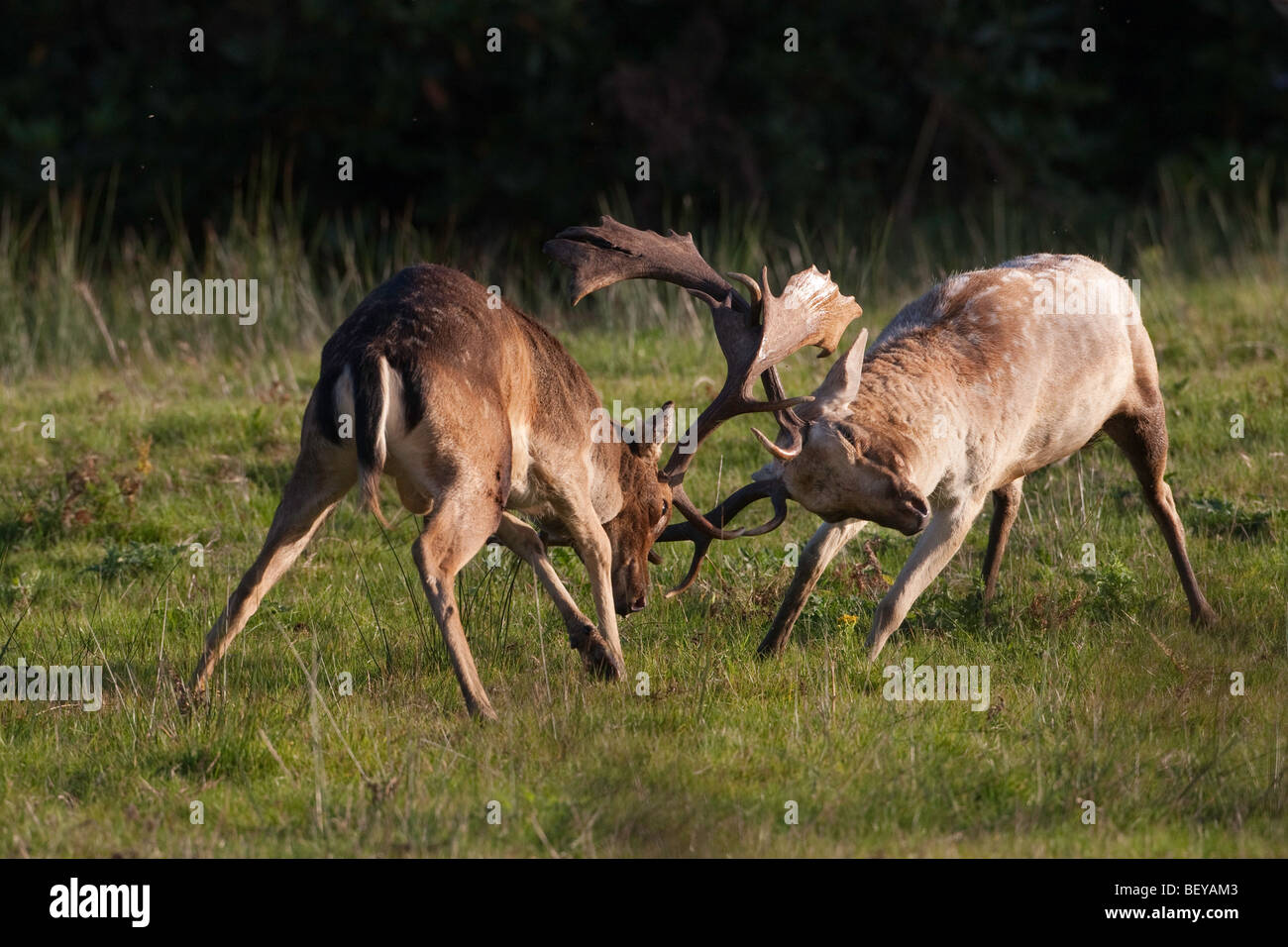 Rutting fallow deer locking antlers Stock Photo - Alamy