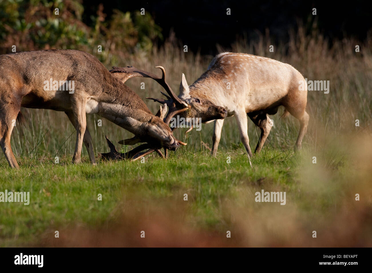 Rutting fallow deer locking antlers Stock Photo - Alamy