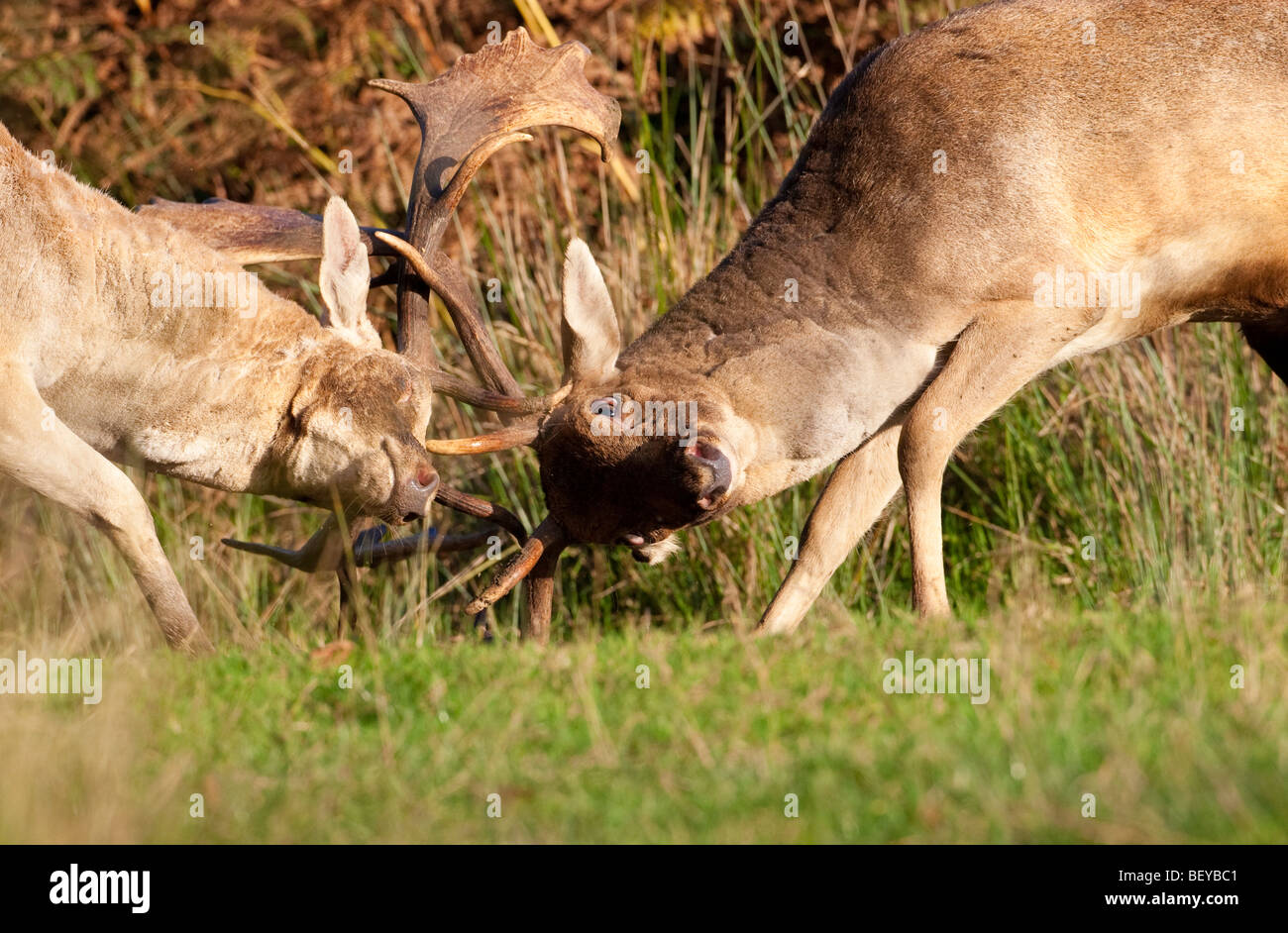 Rutting fallow deer locking antlers Stock Photo - Alamy