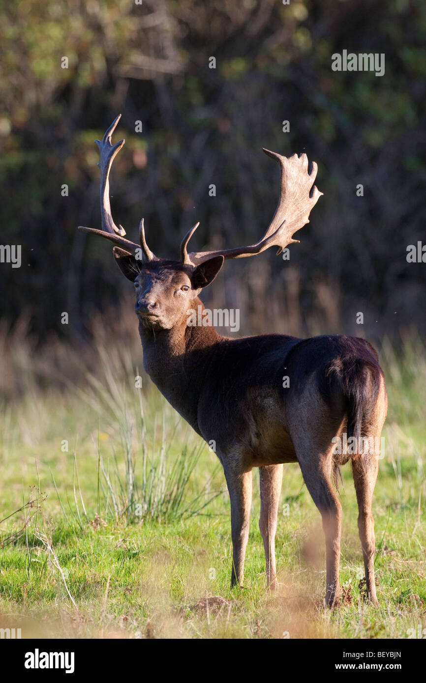 Fallow deer buck in morning light against shadow of woodland Stock ...