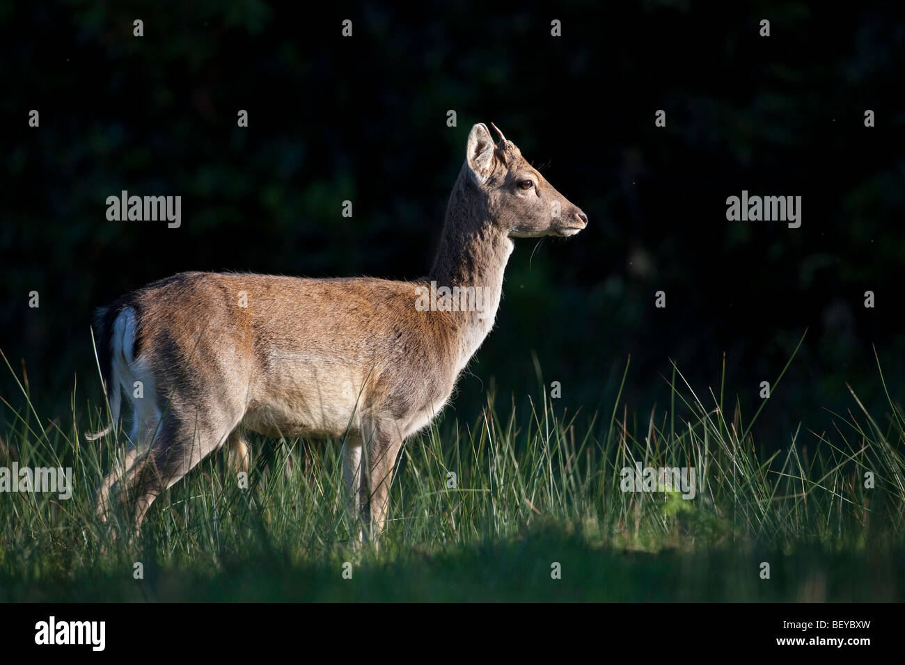 Fallow deer in morning light against black background Stock Photo - Alamy
