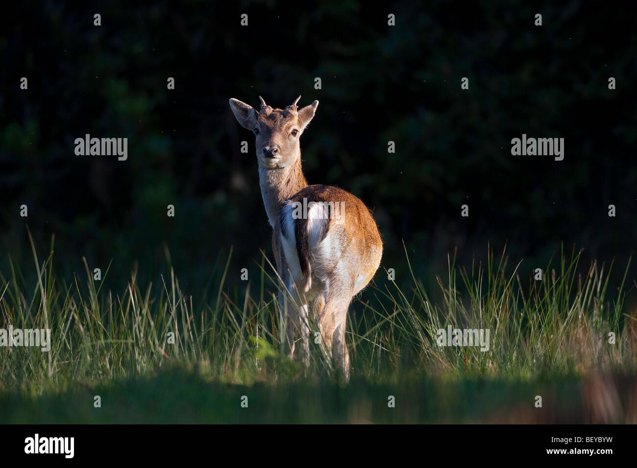 Fallow deer looking back at camera in morning light against black ...