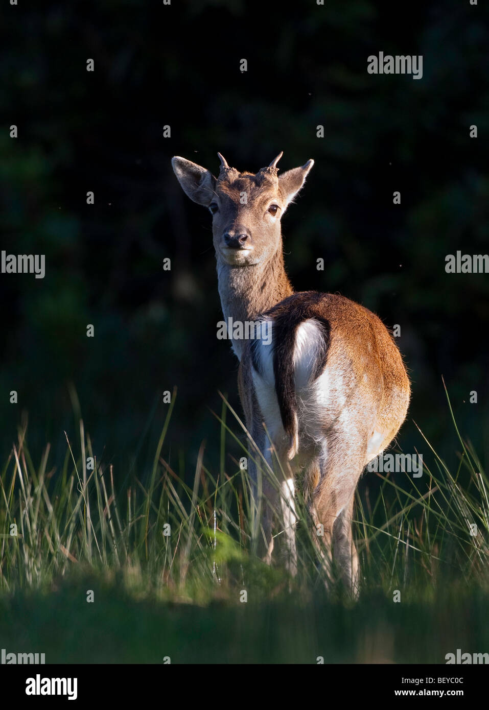 Fallow deer looking back at camera in morning light against black ...