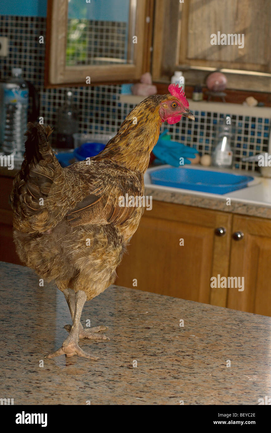Hen on the kitchen work surface eying up the sink Stock Photo - Alamy