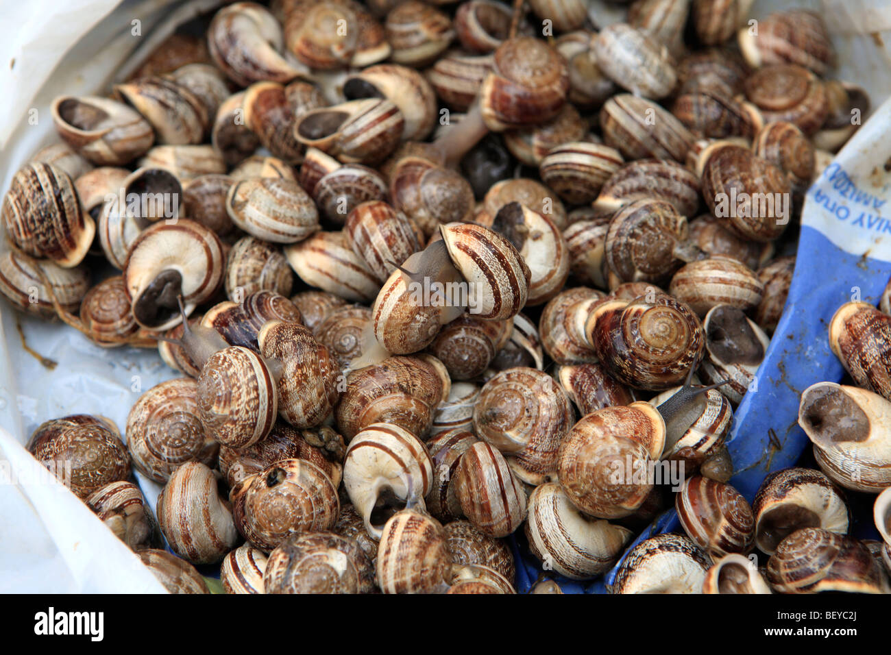 Live snails hi-res stock photography and images - Alamy