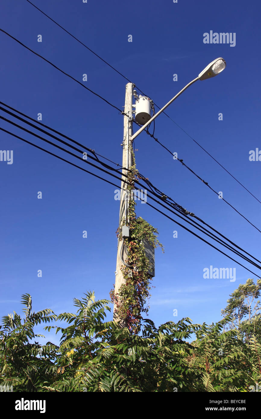 Vine covered utility pole, Long Island, NY Stock Photo - Alamy