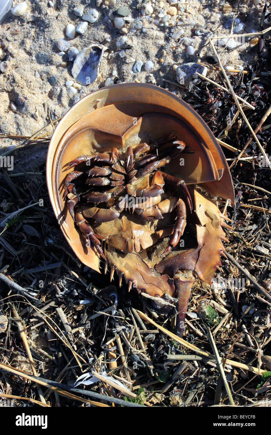 Long crab hi-res stock photography and images - Alamy