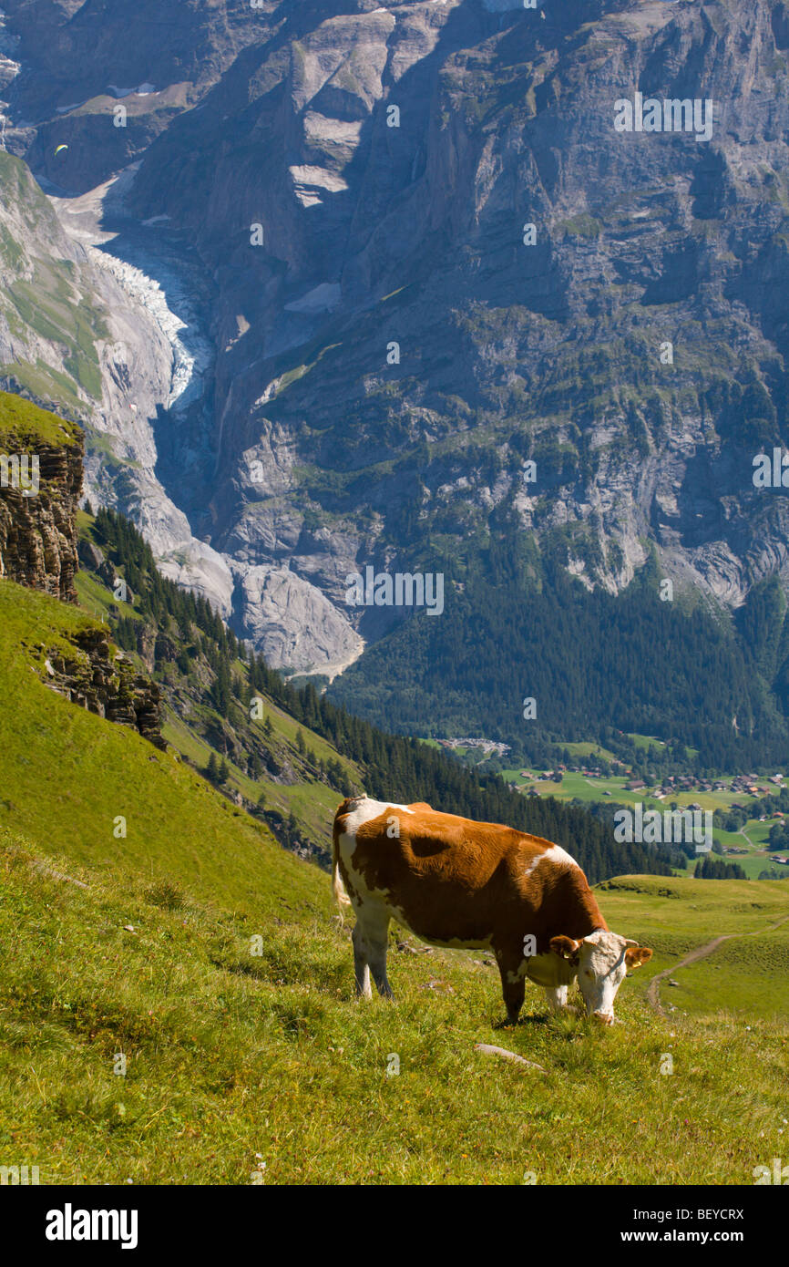 Alps switzerland cow winter hi-res stock photography and images - Alamy