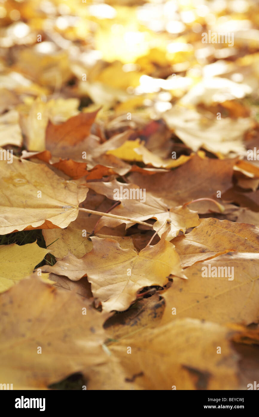 autumn leaves on the floor Stock Photo - Alamy